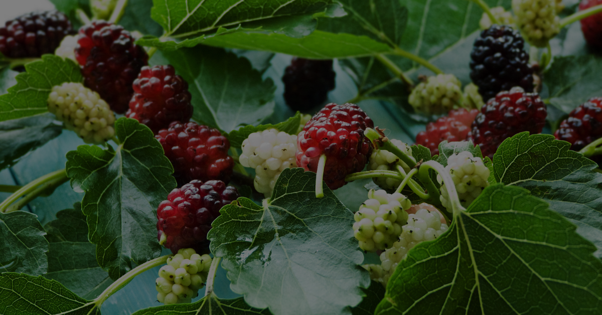 Morwa biała - Ziołowa Przystań